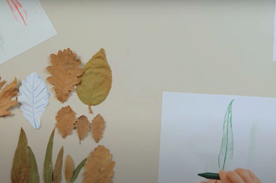 Let's make leaf rubbings - Melbourne Museum