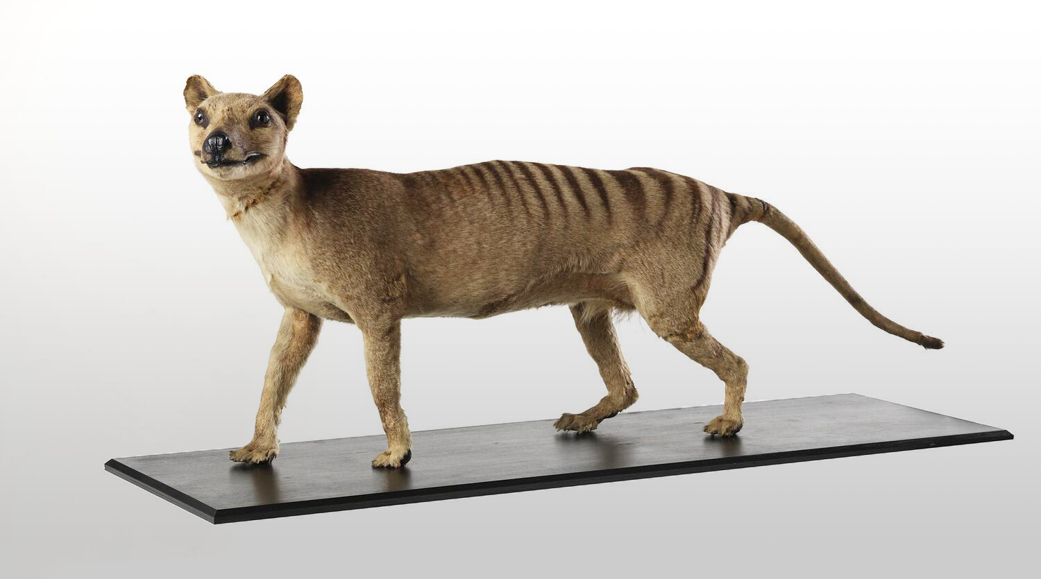 Research Institute Gallery - Melbourne Museum