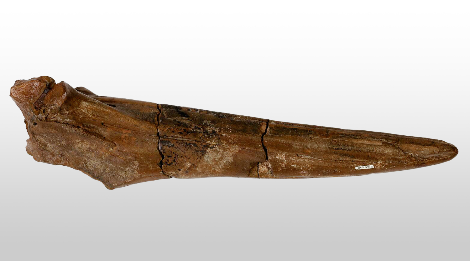 Research Institute Gallery - Melbourne Museum