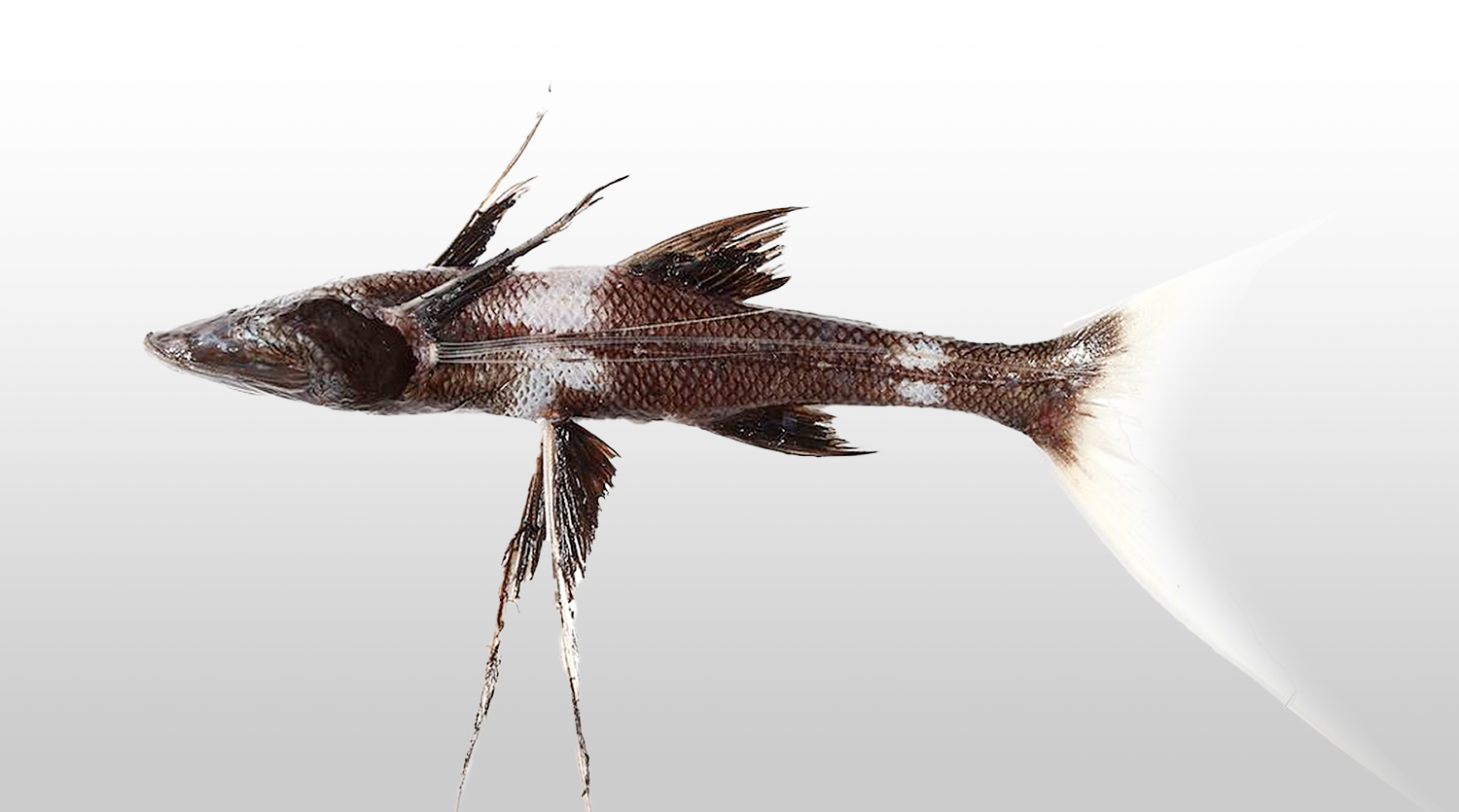 Research Institute Gallery - Melbourne Museum