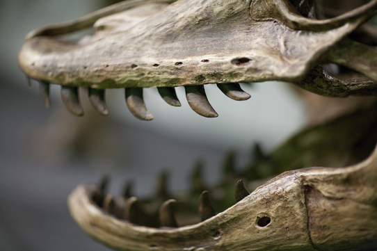 Australia's megafauna - Museums Victoria