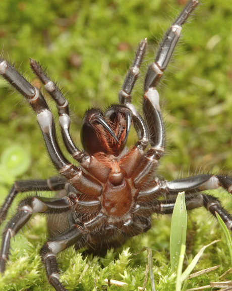 What good are spiders? - Museums Victoria