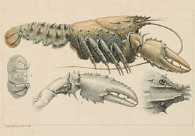 Murray Spiny Crayfish - Museums Victoria