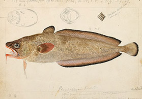 Bearded Rock Cod - Museums Victoria