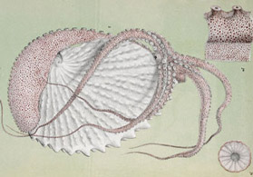 Paper Nautilus - Museums Victoria