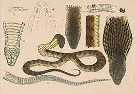 Tiger Snake - Museums Victoria